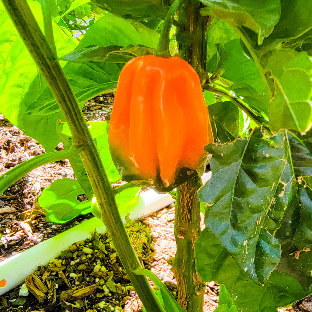 CGN17022 Seeds (Large Venezuelan Habanero) – PexPeppers Hot Sauce