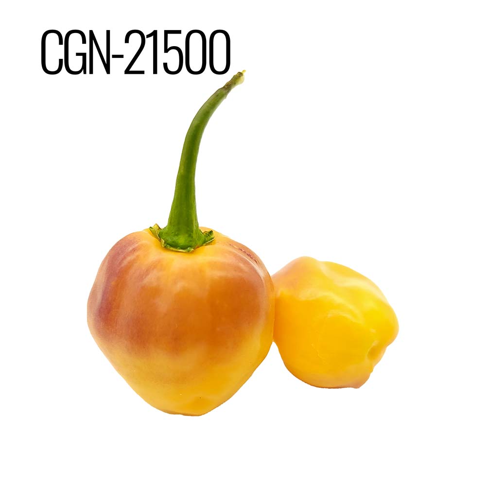 CGN-21500 Chile Pepper Seeds – PexPeppers Hot Sauce